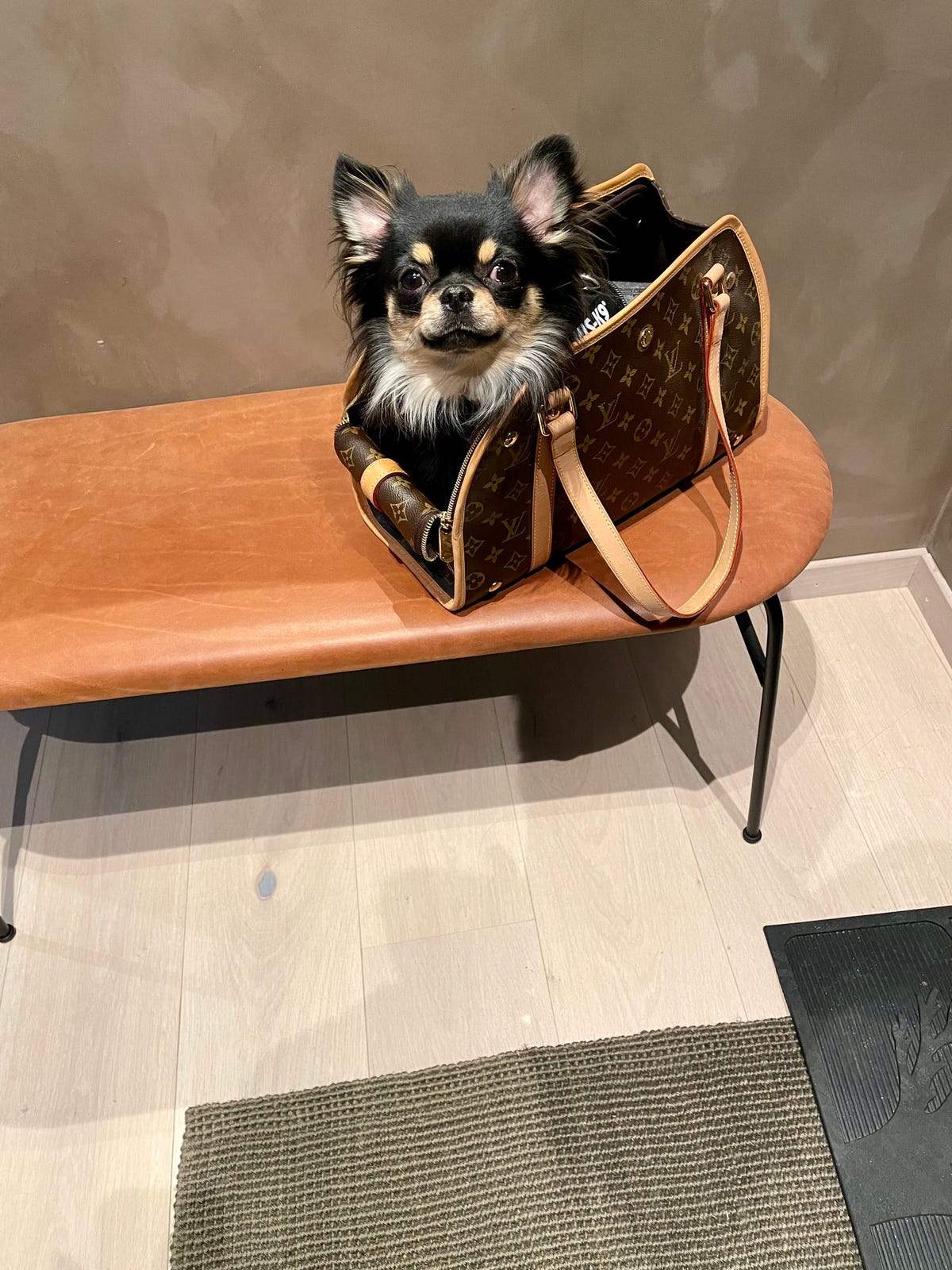 Louis Vuitton Baxter dog handbag | Blocket