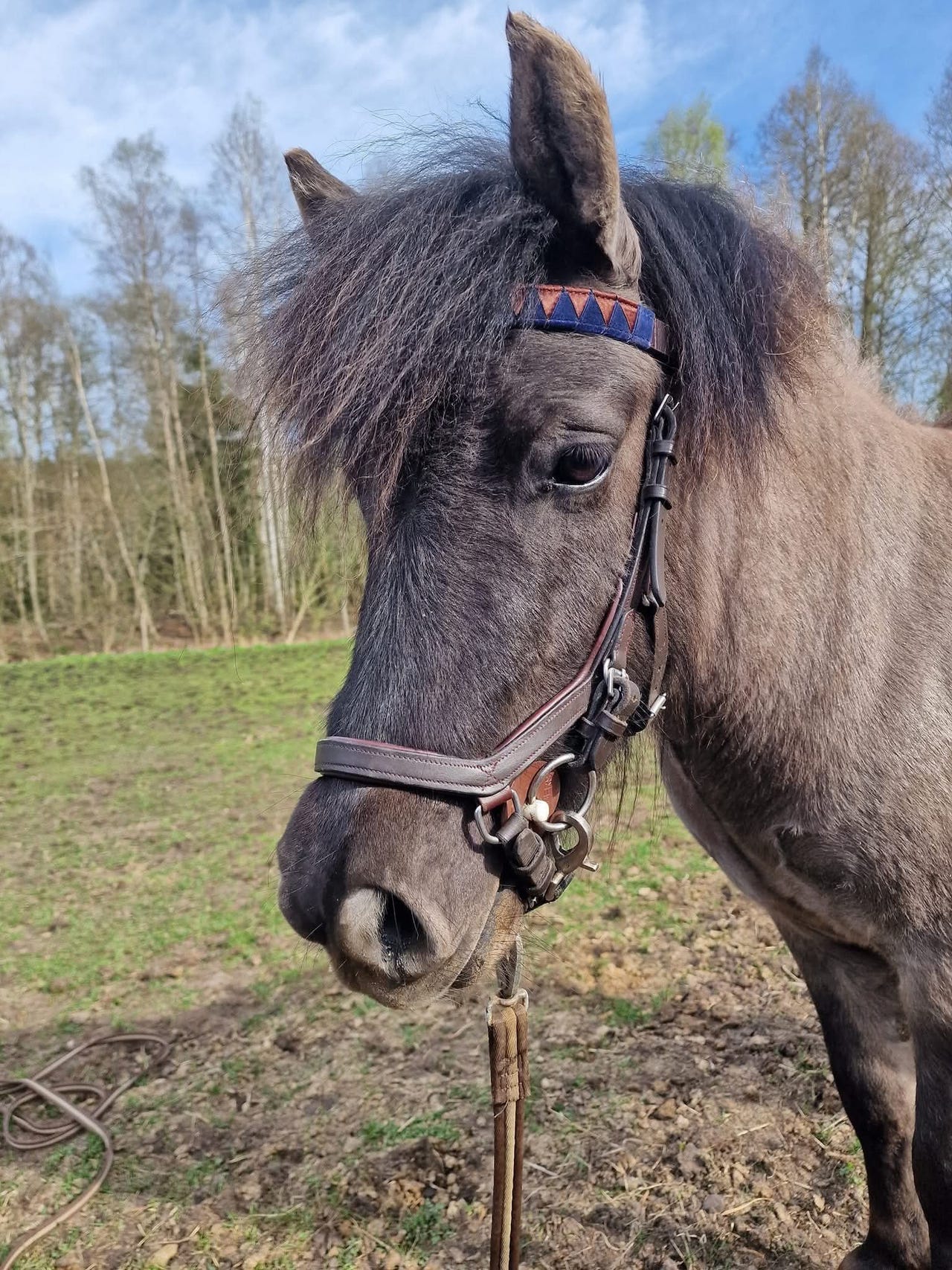 Supersöt valack | Blocket