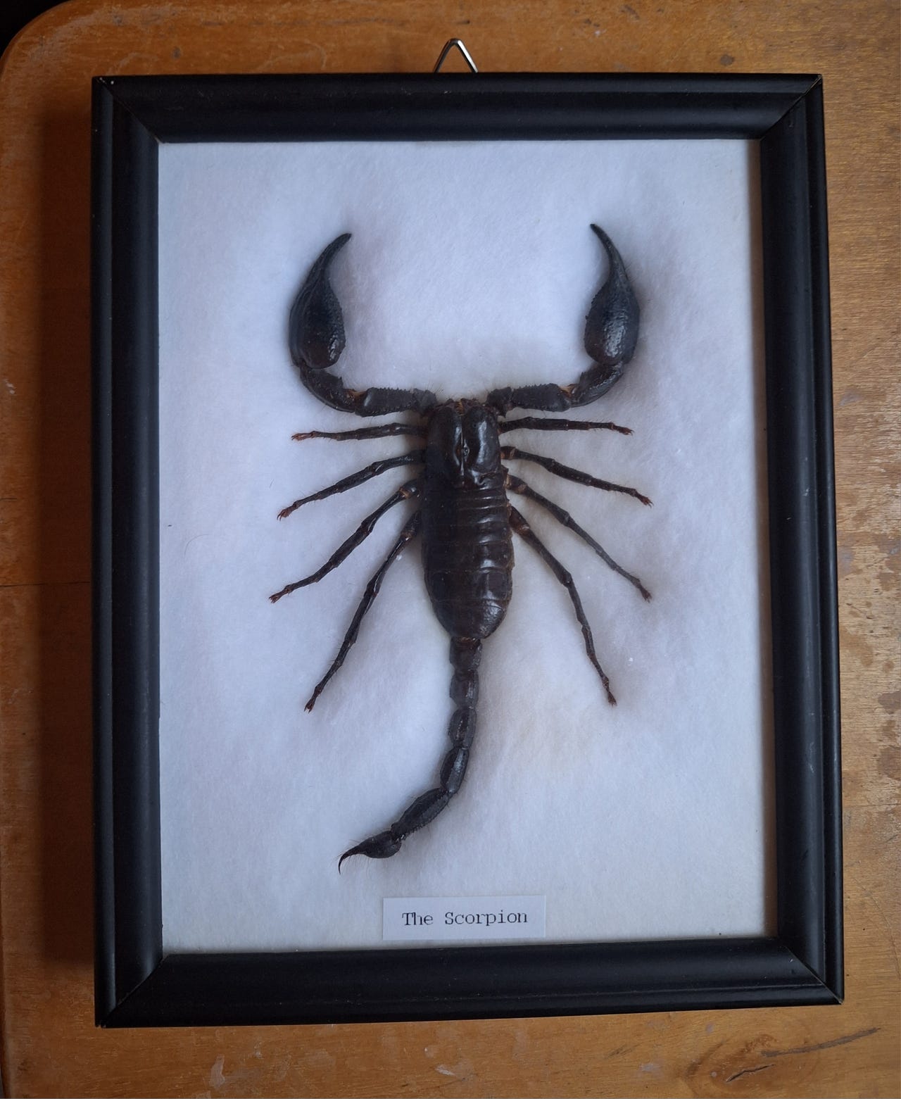 Tavla Skorpion 19×15cm | Blocket