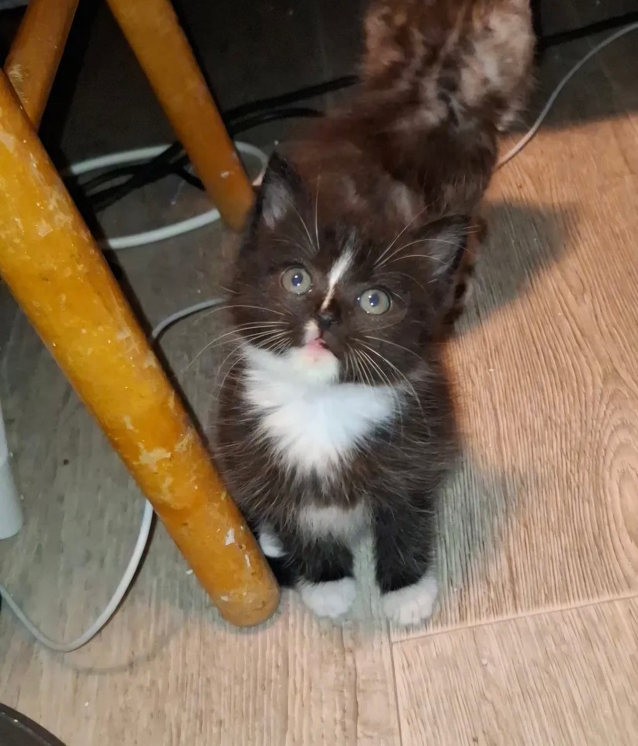 Kattungen Eddy (hane) kan flytta jan 2026♡ | Blocket