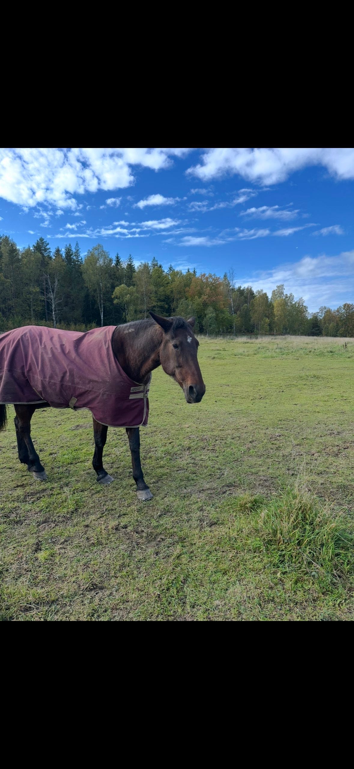 Akut lösdriftsplats till sto finnes | Blocket