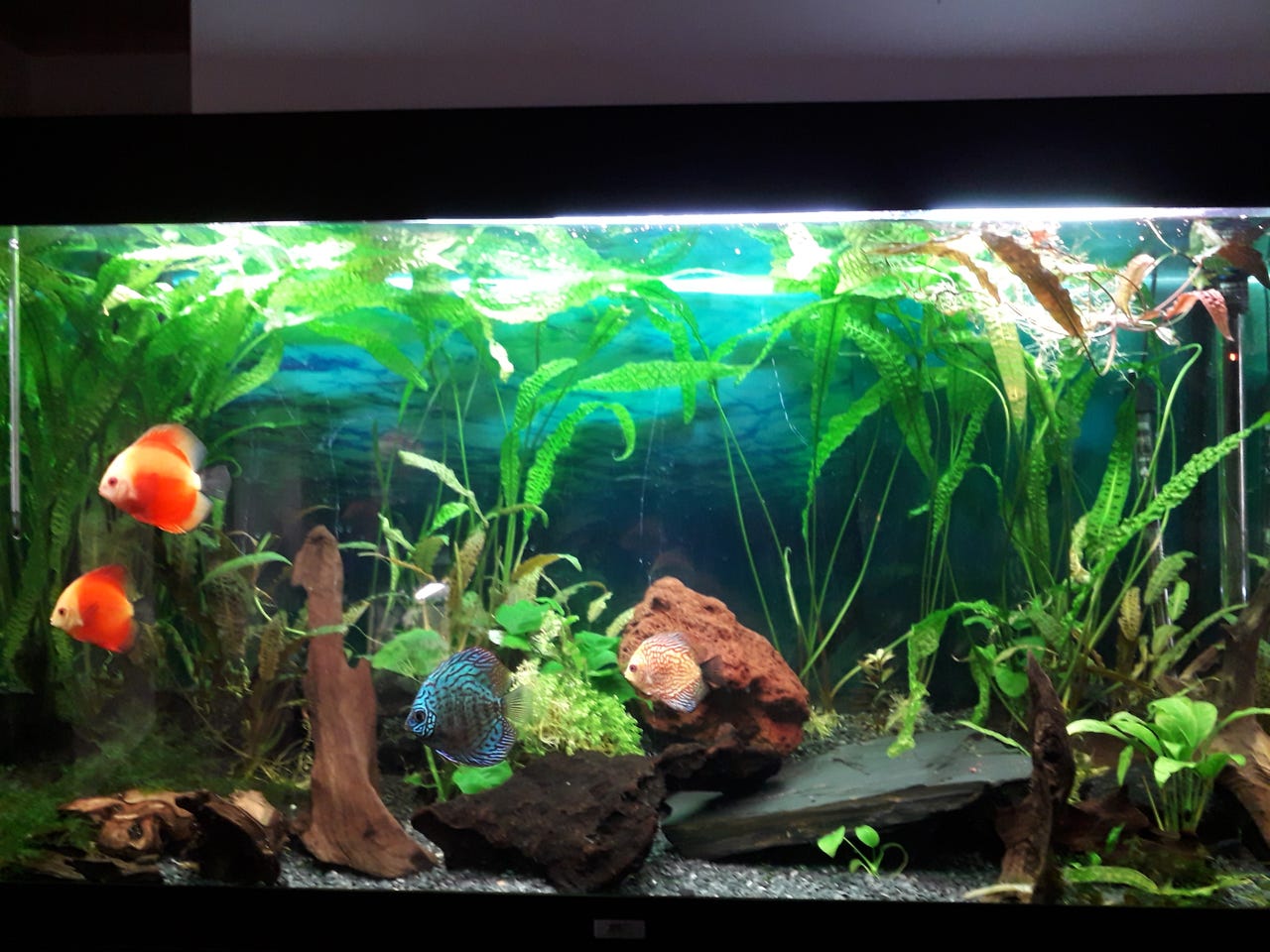 Akvarieväxter jättecryptocorine, Cryptocoryne affinis, Valisneria ...