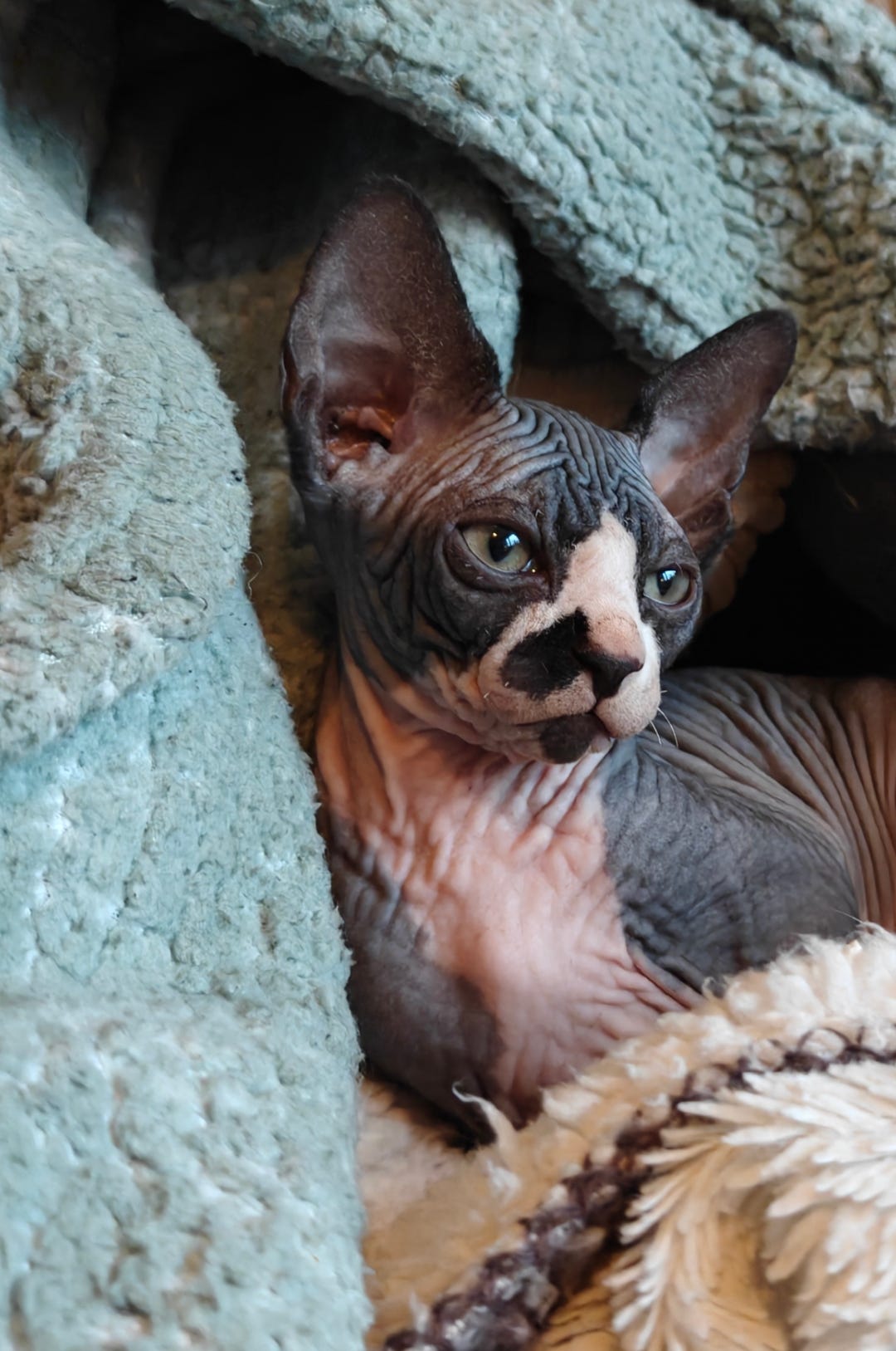 Leveransklar Sphynxpojke | Blocket