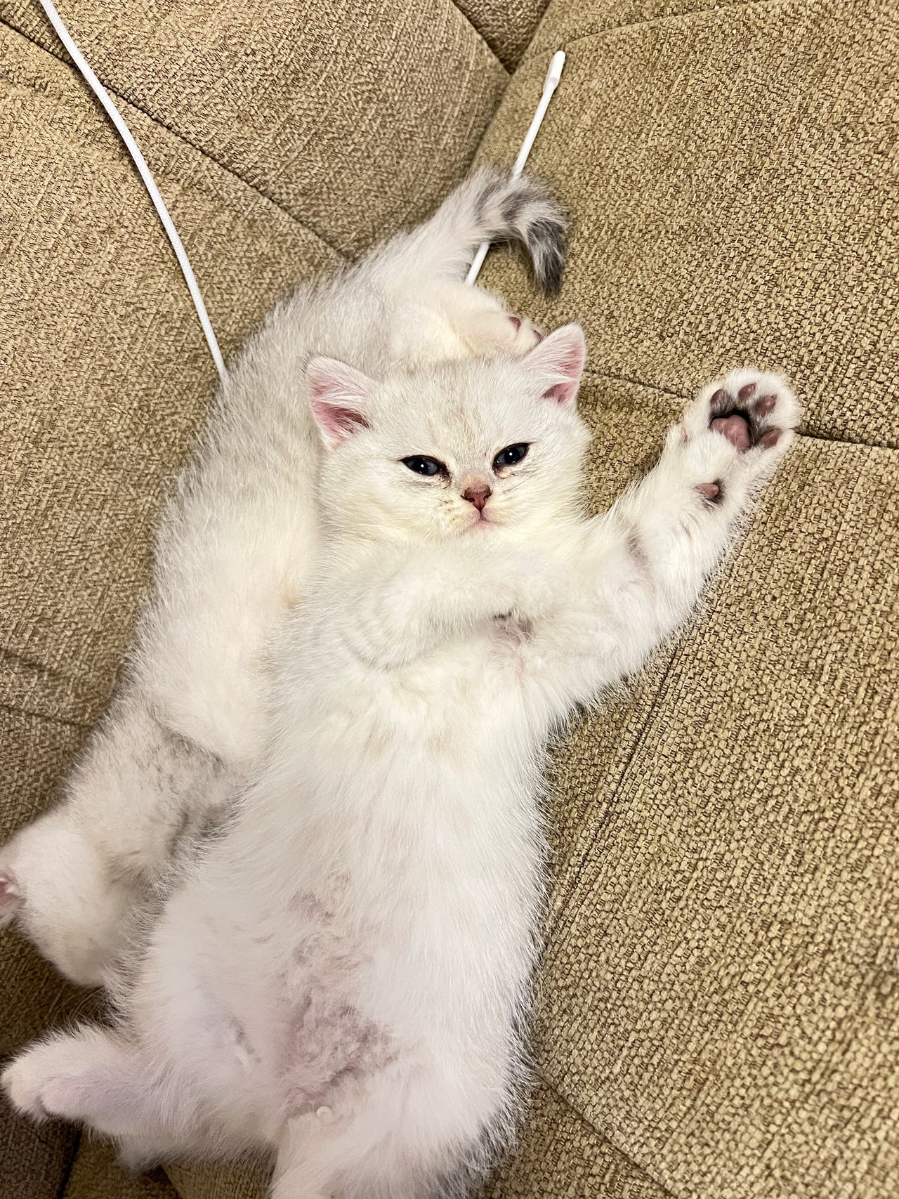 Brittisk korthårig | Blocket