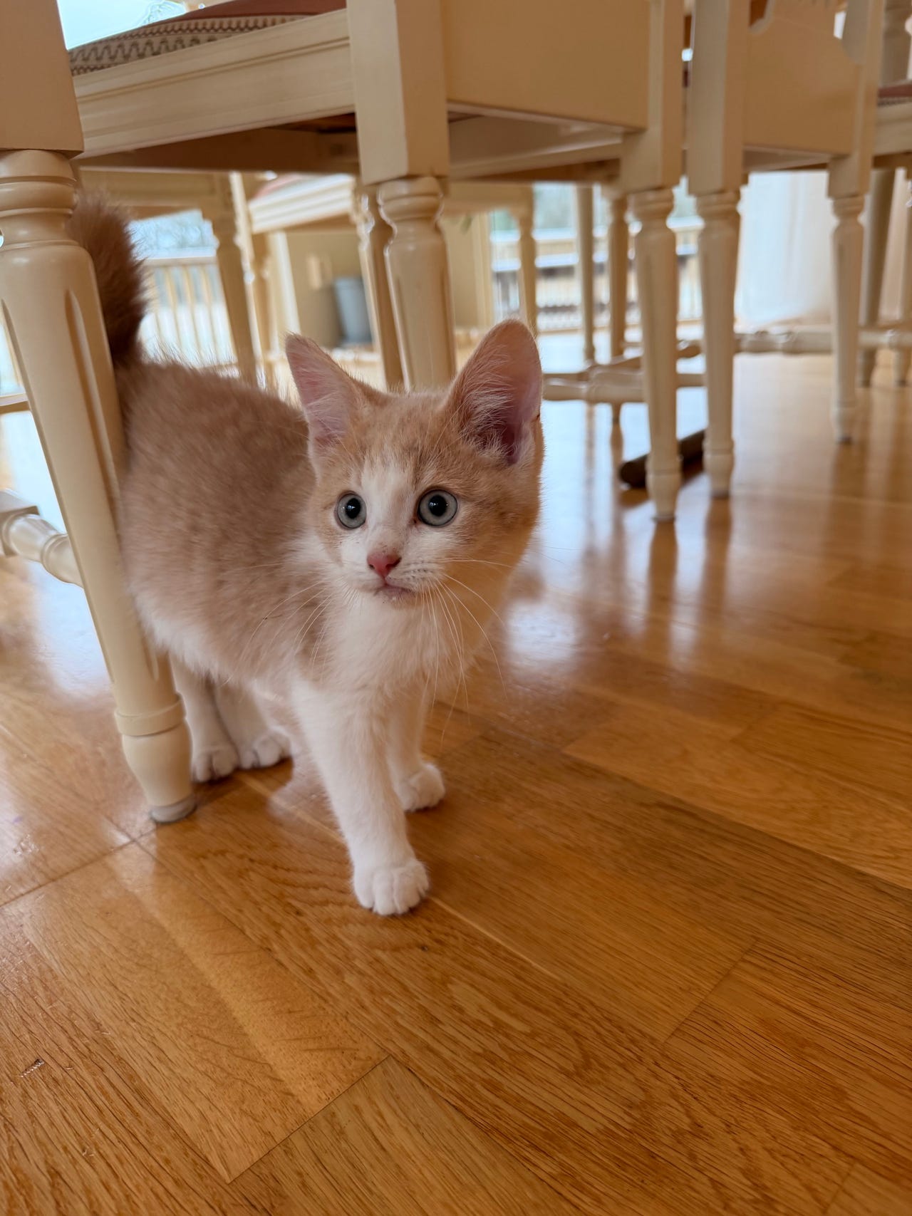 Mycket trevlig kattpojke! | Blocket