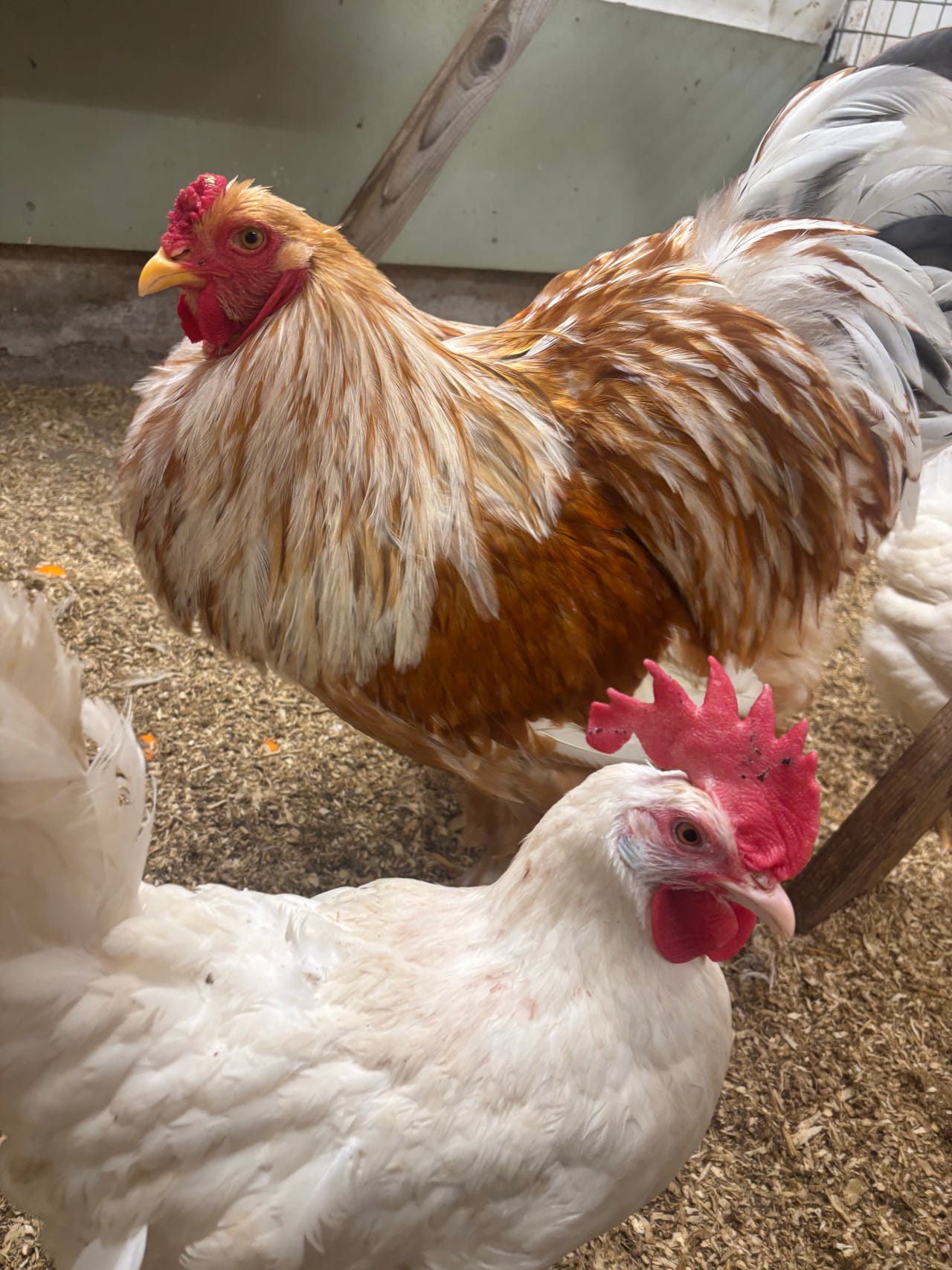 Brahma höns | Blocket
