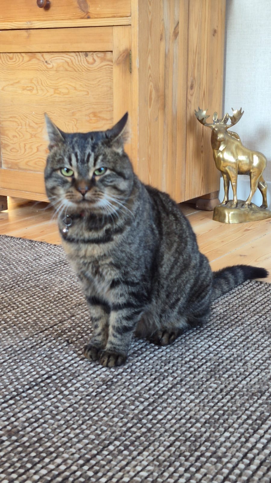 Katt Hana säljes + tillbehör | Blocket