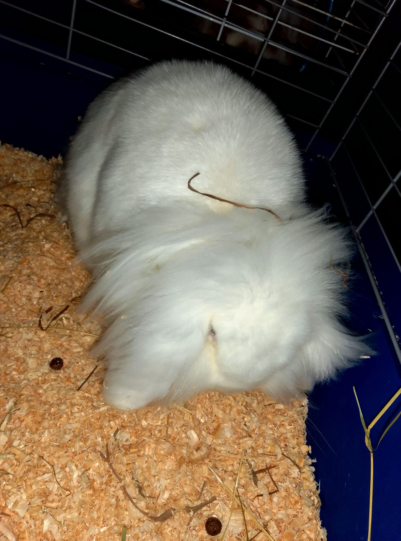 Kastrerade kaniner | Blocket