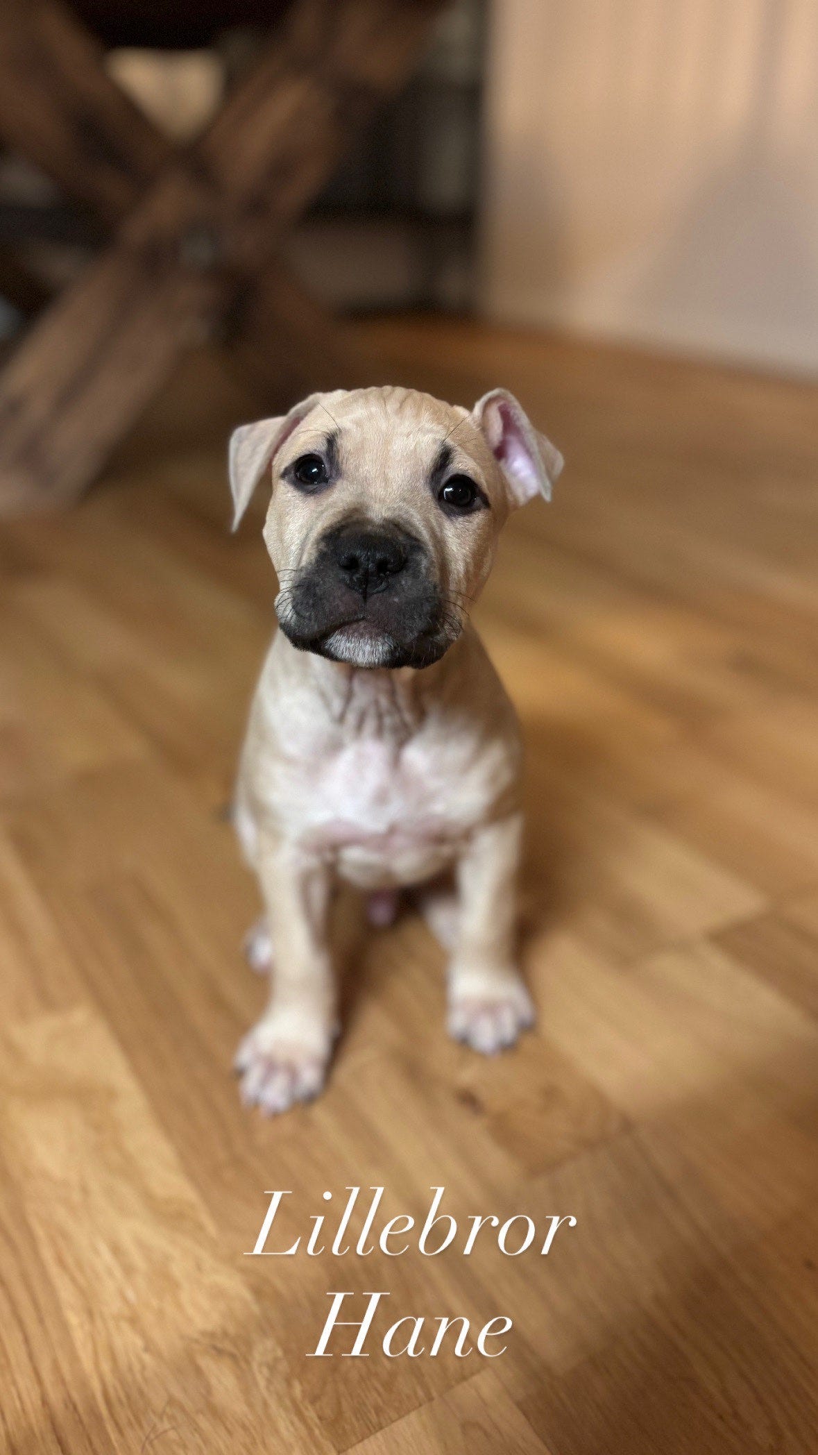 Amstaff/Bully valpar | Blocket