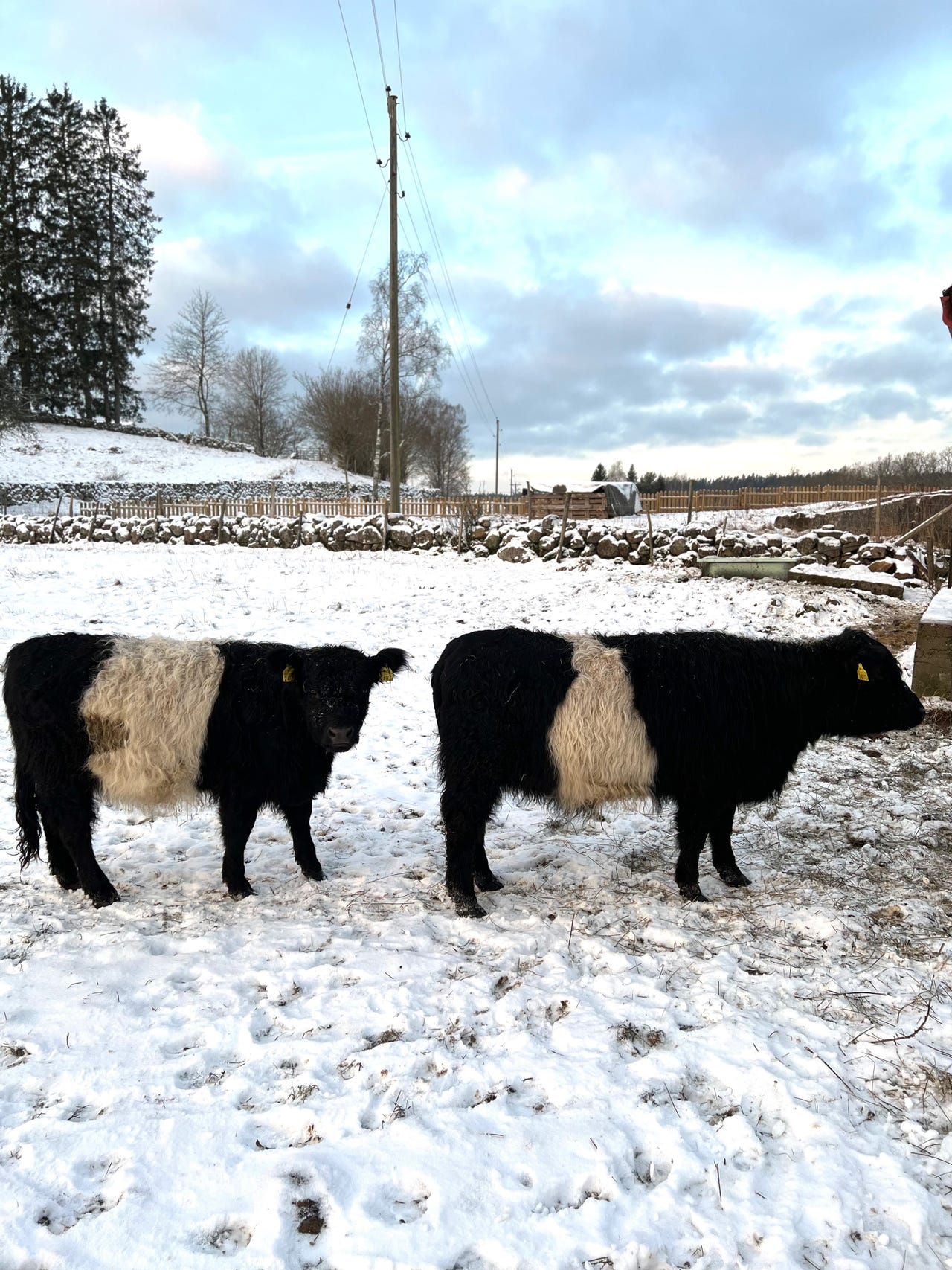Belted Galloway, kvigor | Blocket