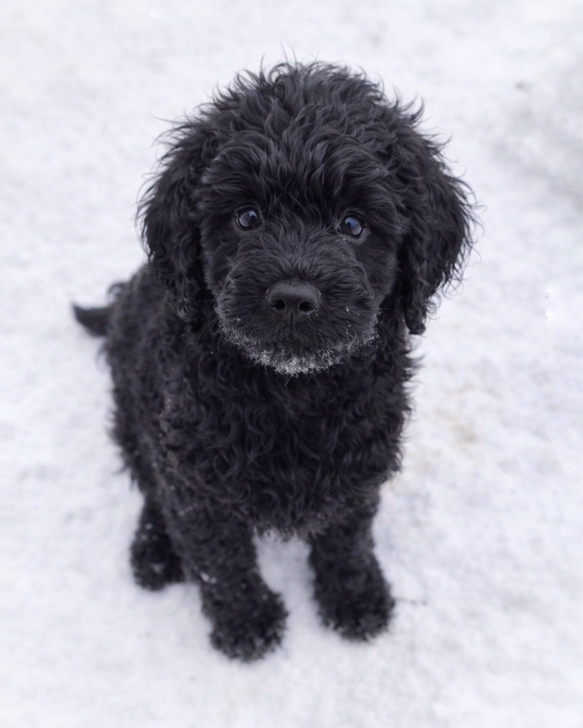 Goldendoodle Valp | Blocket