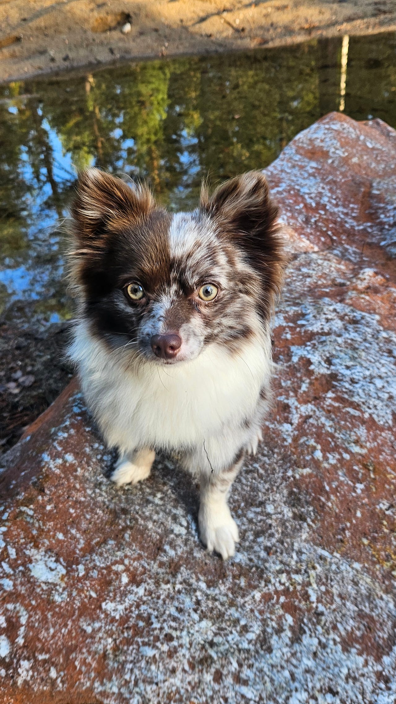 Pomchi hane | Blocket