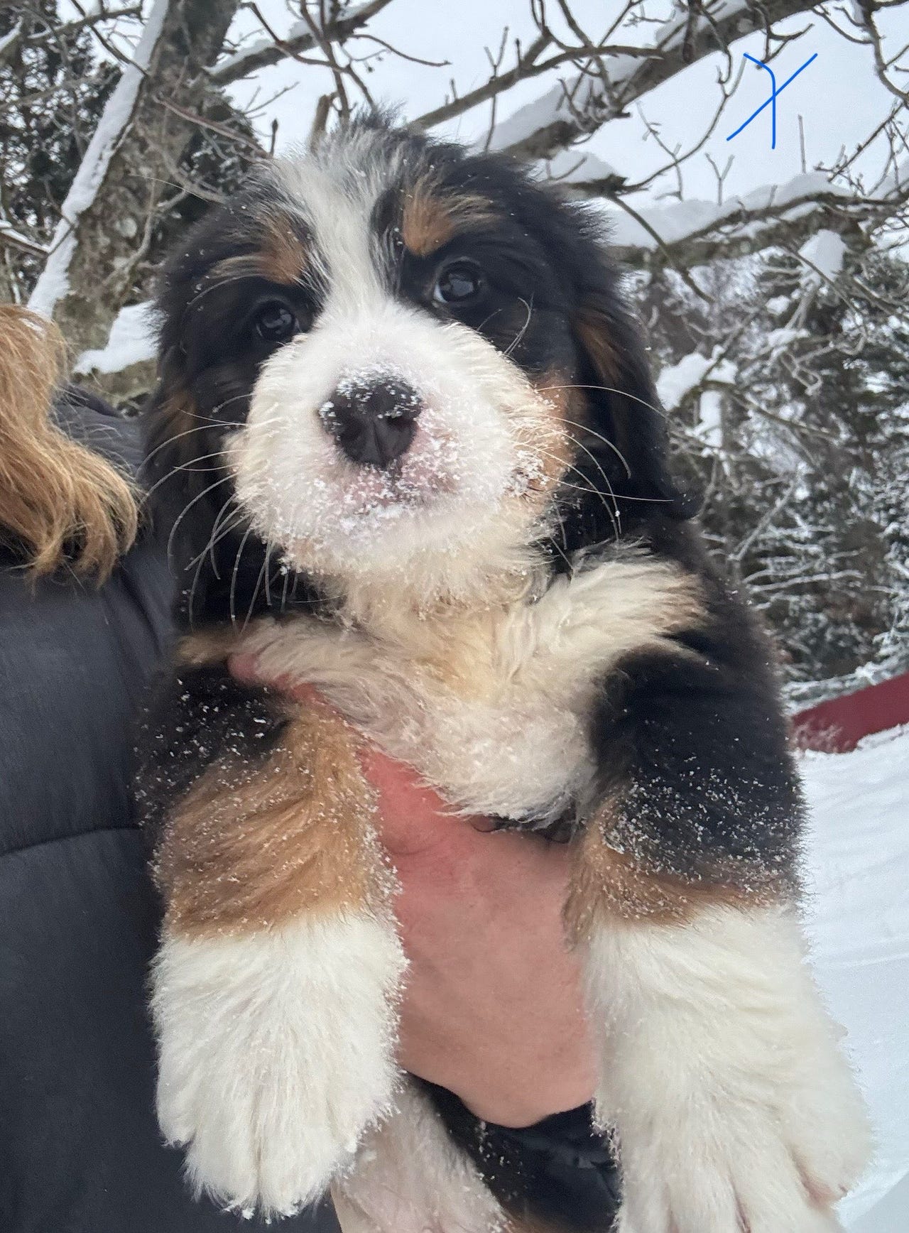 Standard Bernedoodle 8 veckor | Blocket