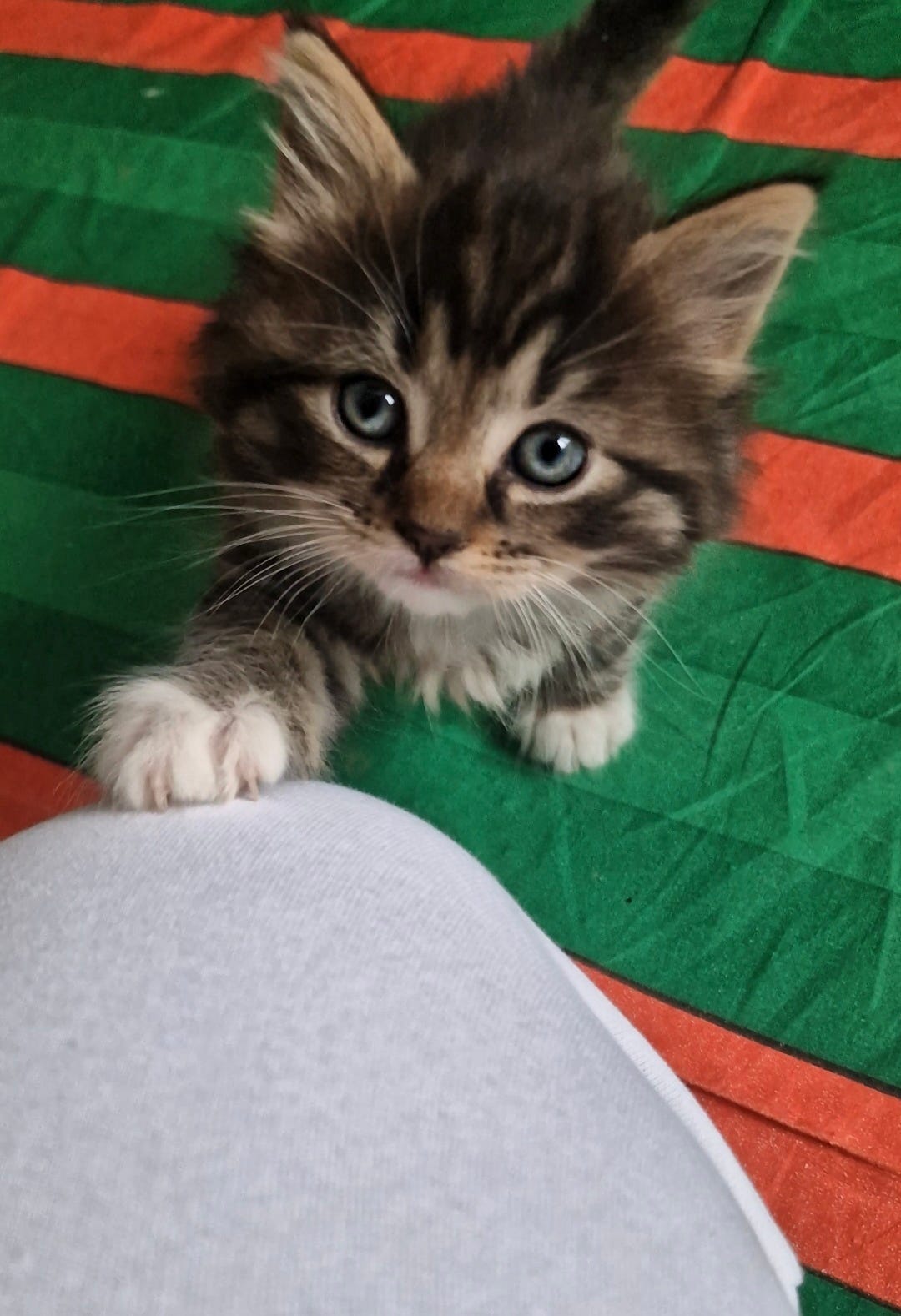 Ragchilla/main coon/skogskatt | Blocket