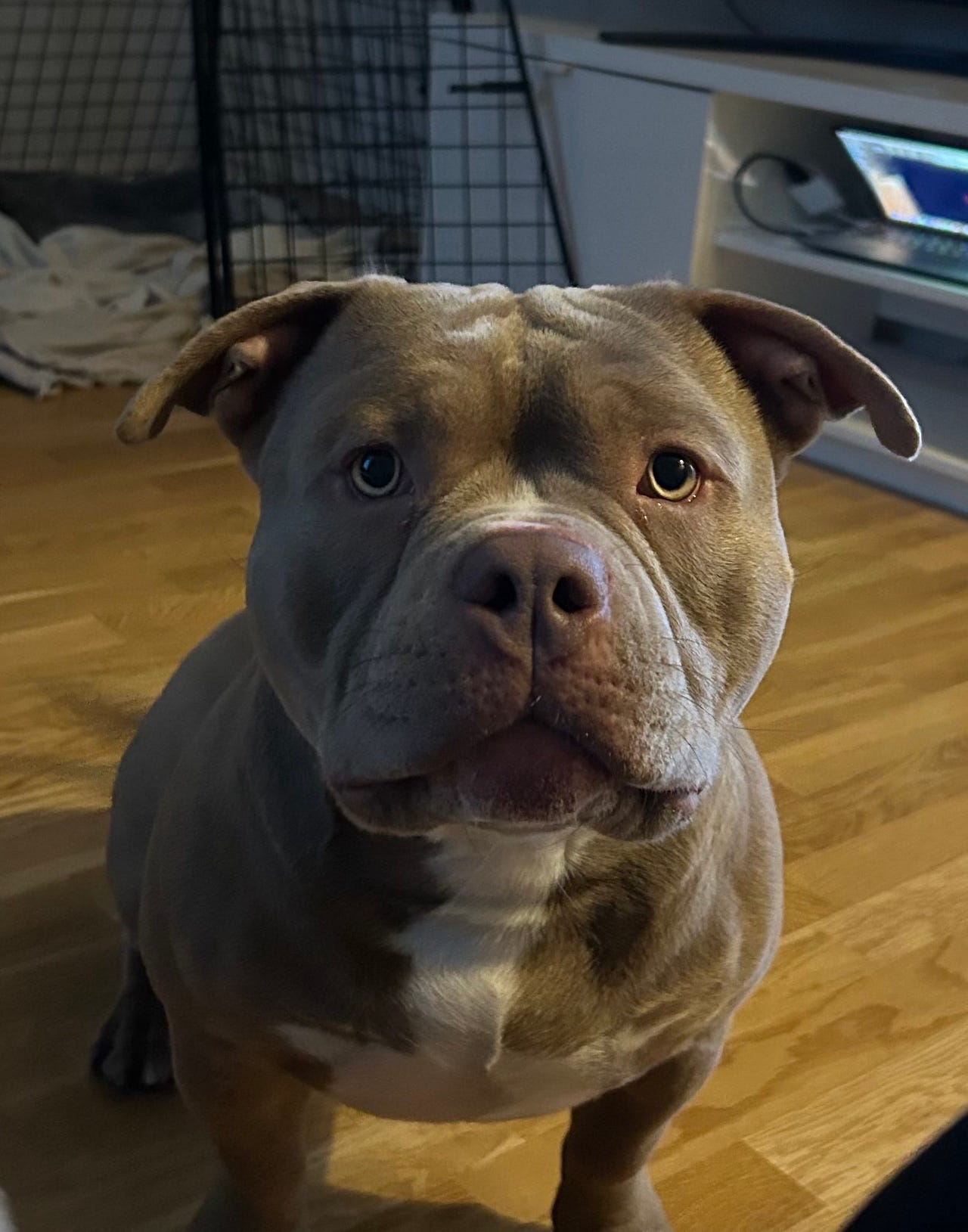 American Bully Hane för Avel | Blocket