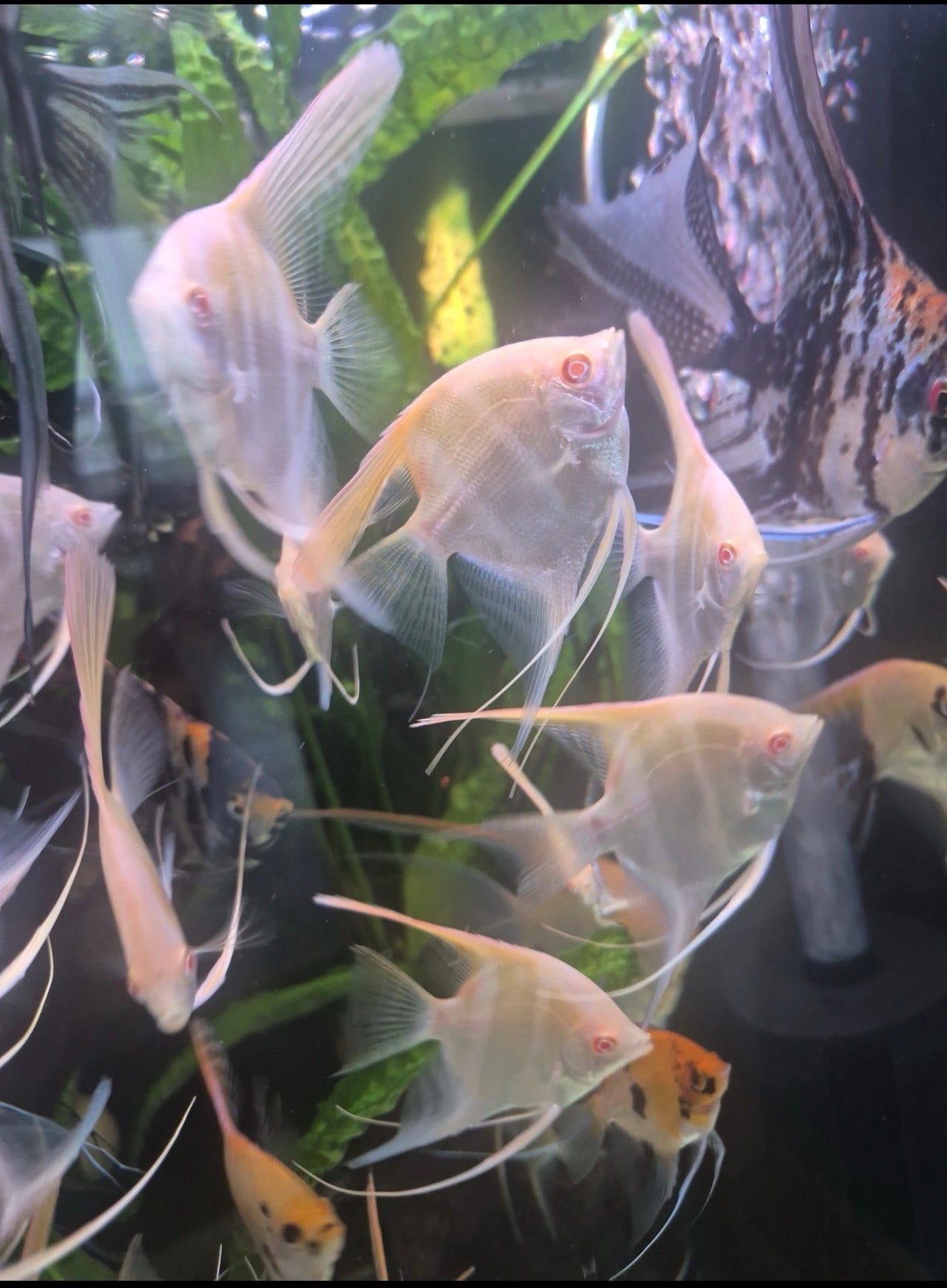 Albino dantum ängel fisk | Blocket