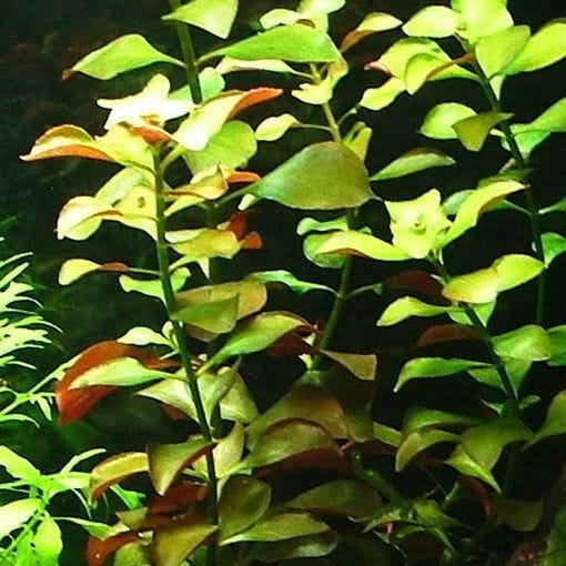 Akvarieväxter Ludwigia repens | Blocket