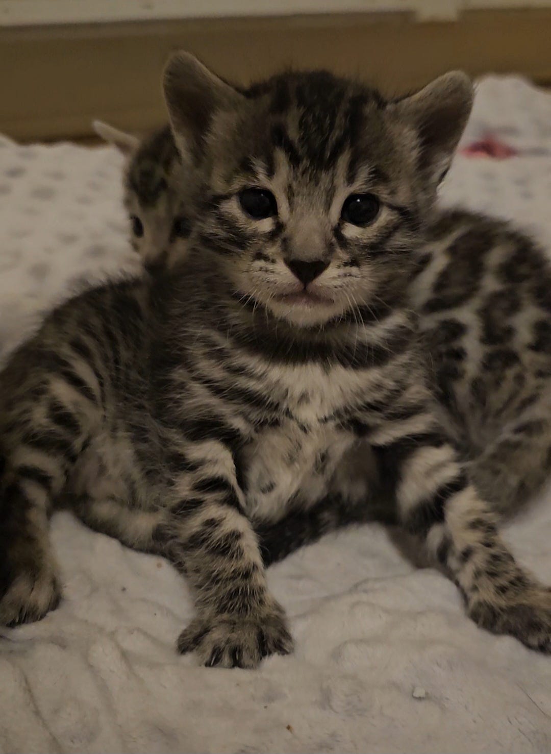 Silver bengal kattunge | Blocket