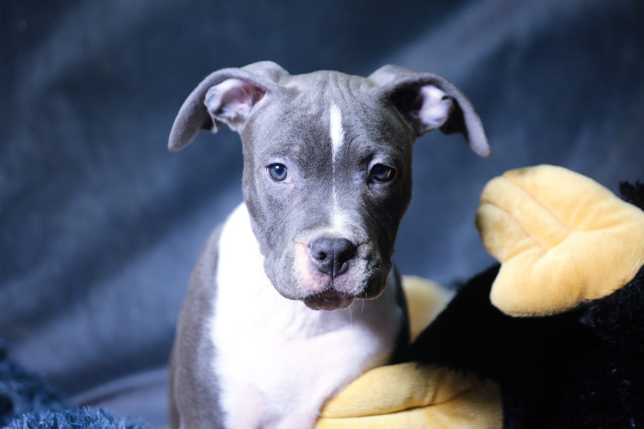 Blå Amstaff Hane | Blocket