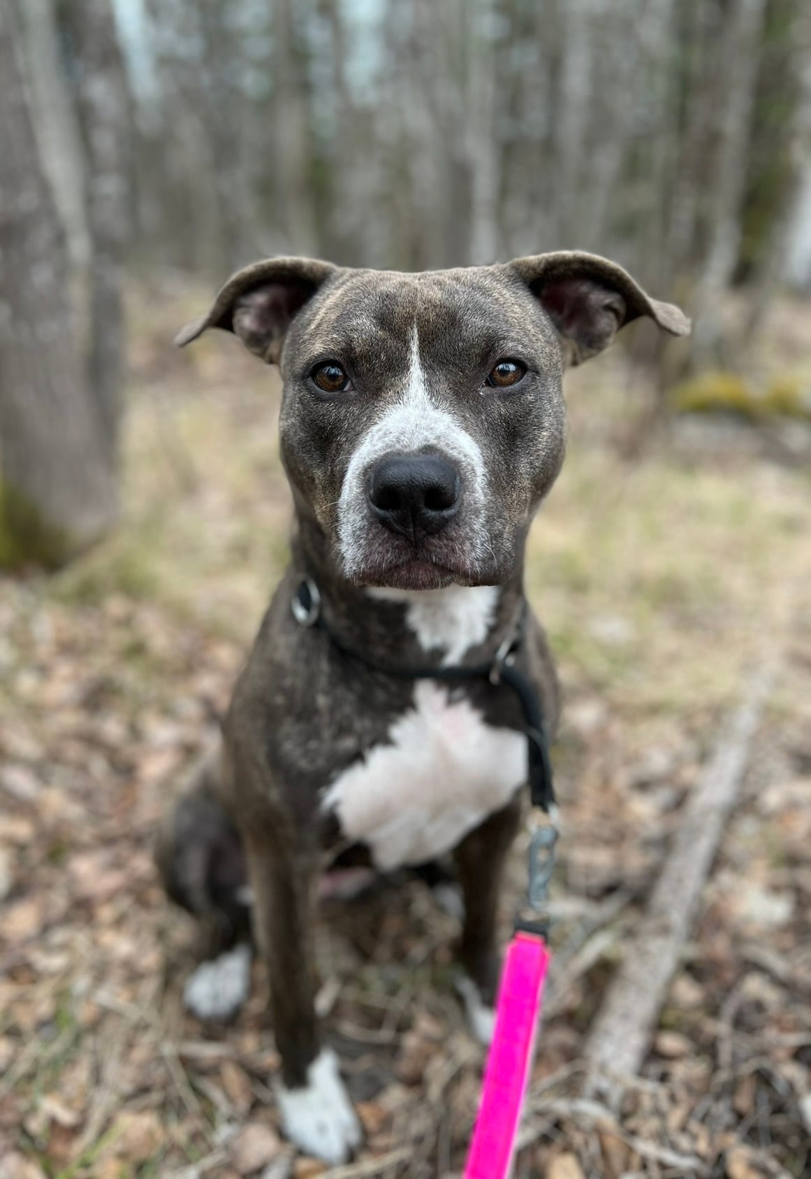 Fodervärd sökes till American Bully/Amstaff tik 1,5 år | Blocket