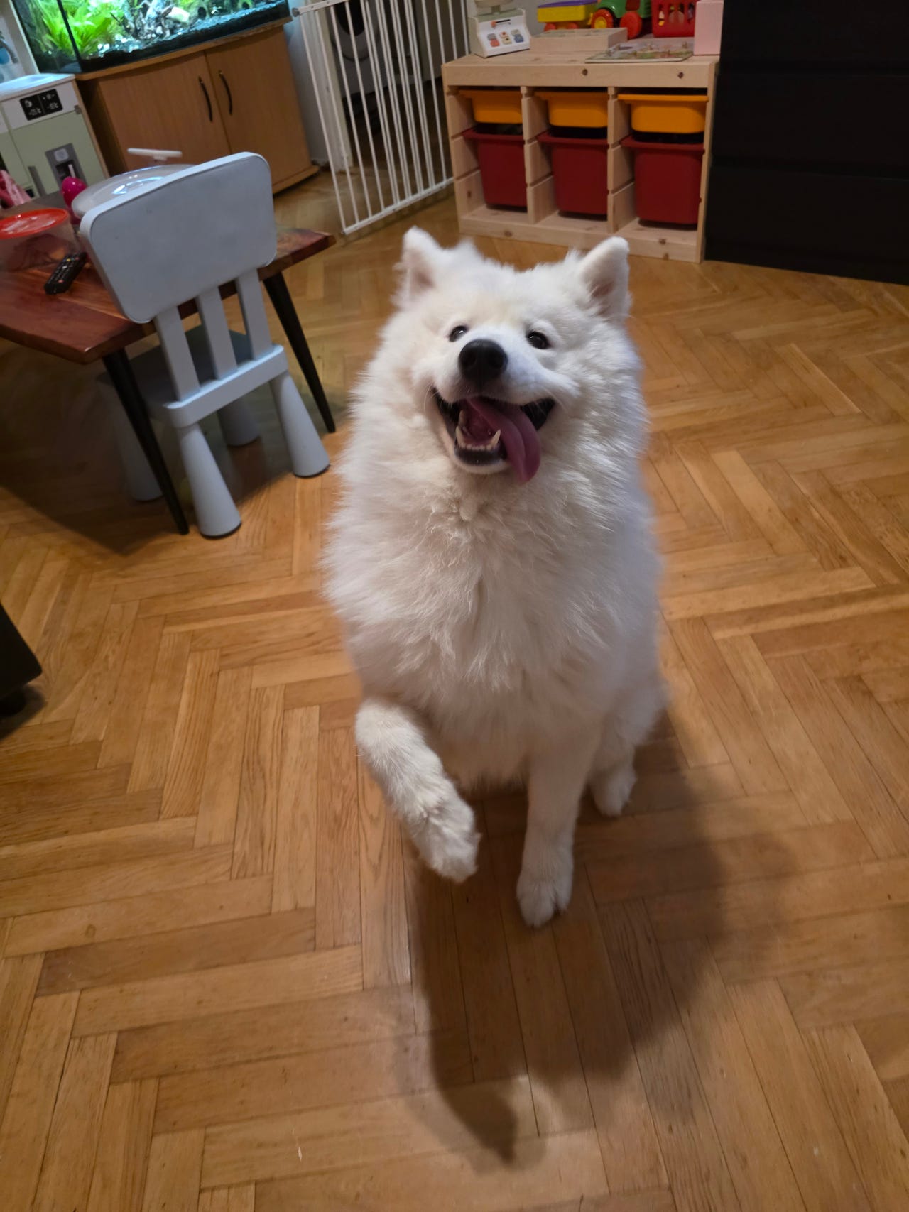 Bongo the samoyed - relocation | Blocket