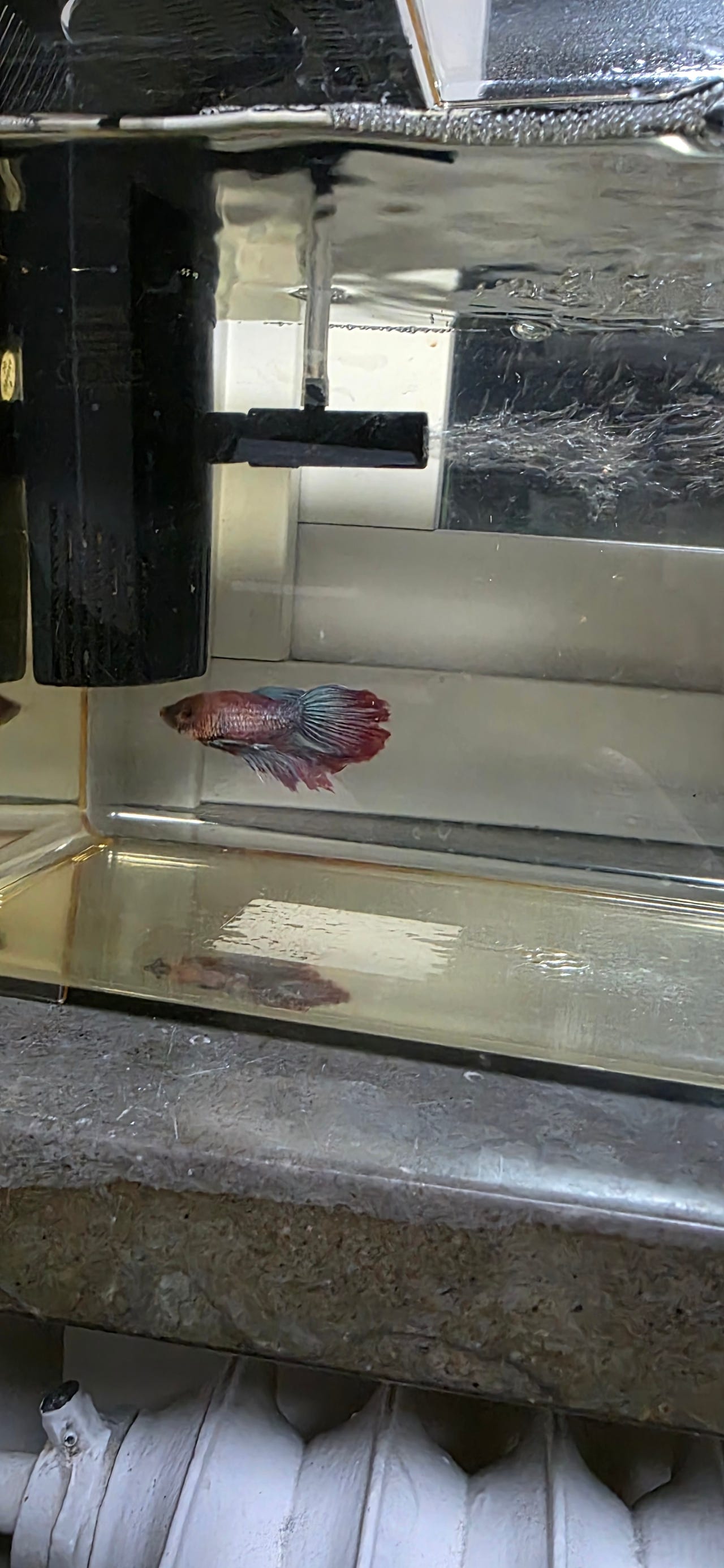 Betta-fisk (Kampfisk) | Blocket