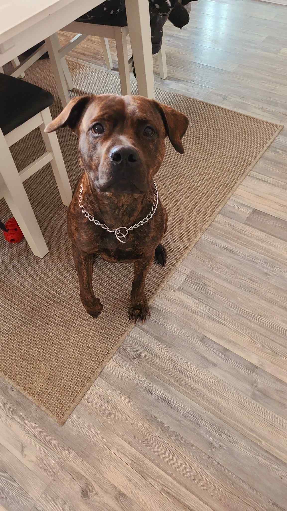 Amstaff korsning | Blocket