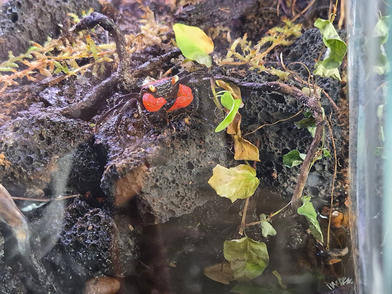 Vampyrkrabbor/vampire crabs | Blocket