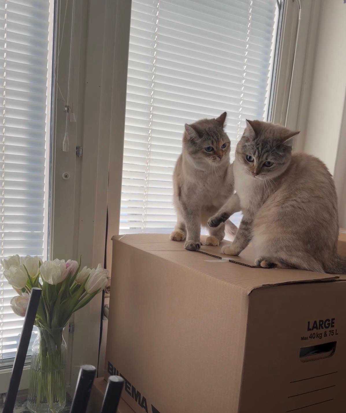 Katter | Blocket