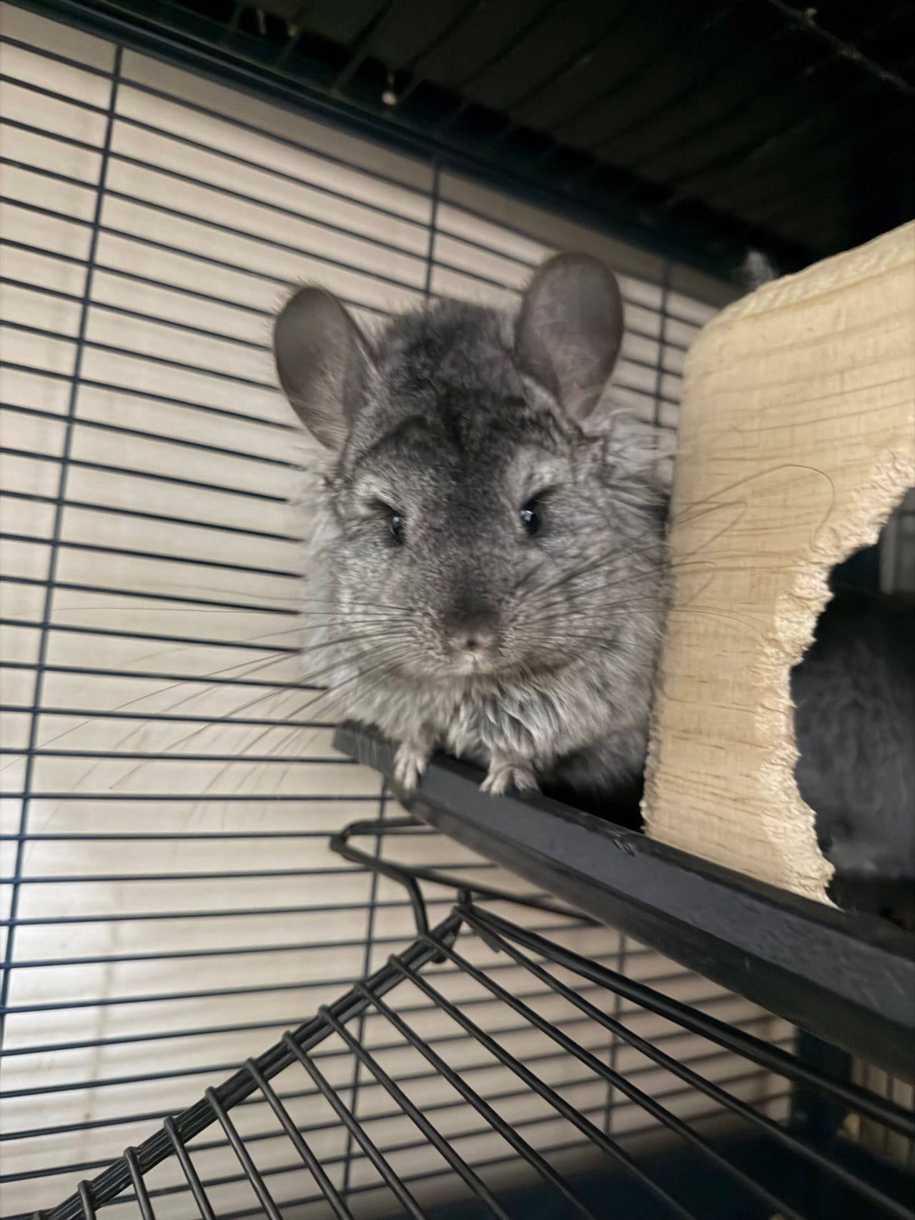 Chinchilla med bur | Blocket