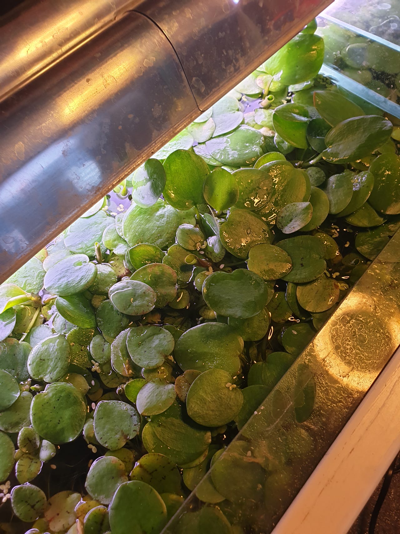 Akvarieflytväxt: Amazon Frogbit | Blocket