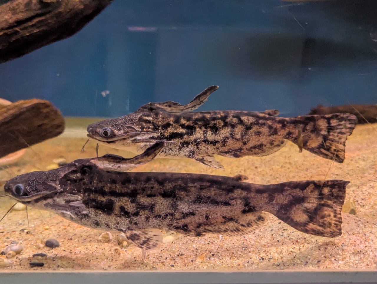 Trachelyopterus fisheri | Blocket