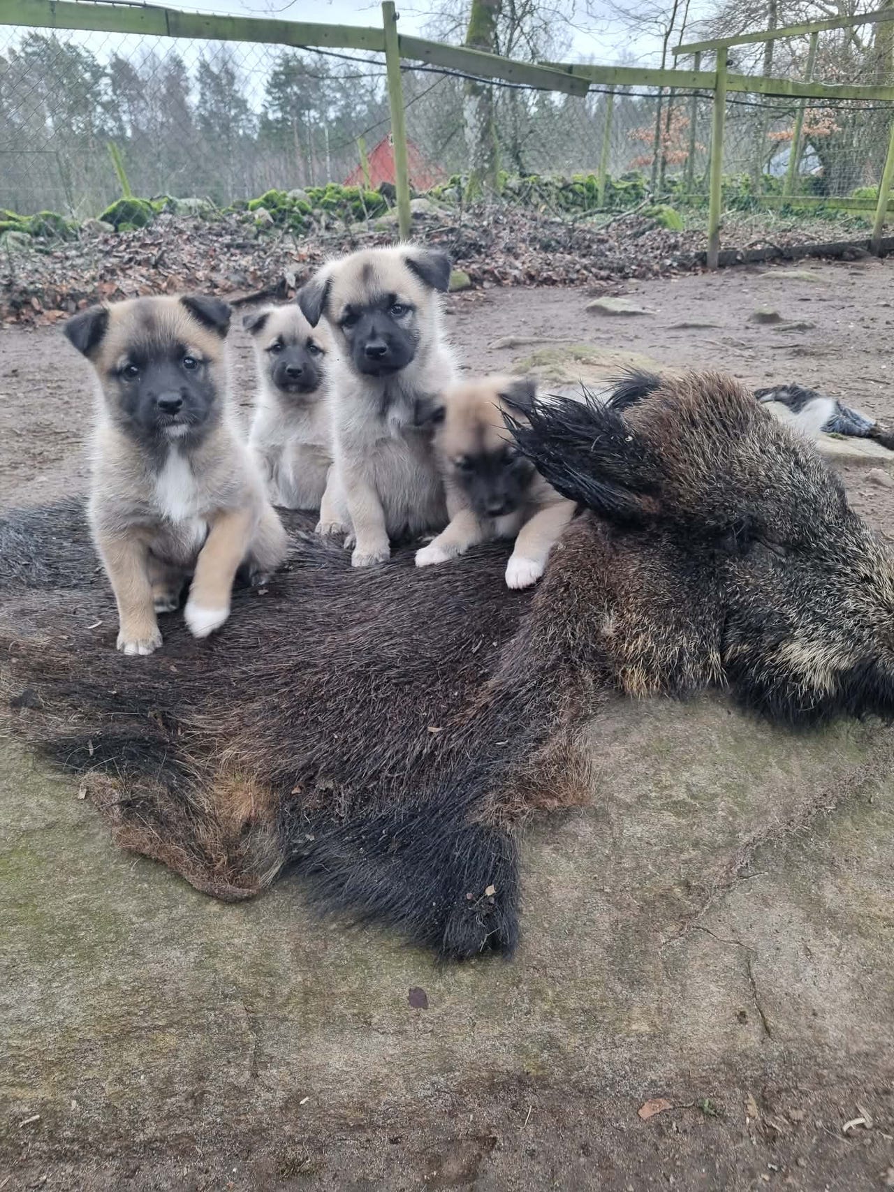 Älg/Vildsvins hundar | Blocket