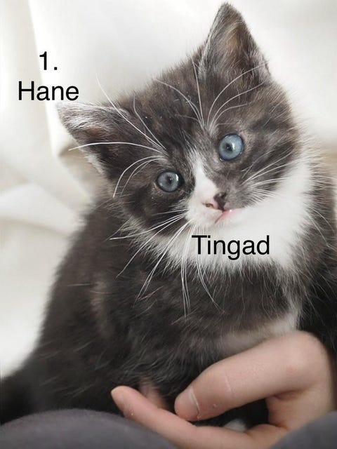 Katter | Vännäs | Blocket