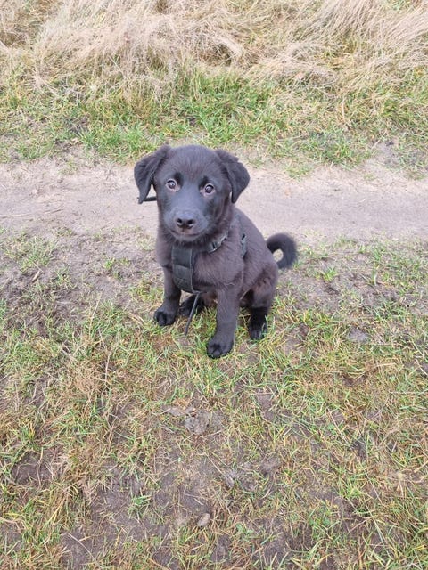 "valpar" | Till salu | Blocket