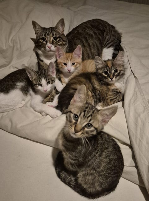 "kattungar" | Katter | Till salu | Blocket