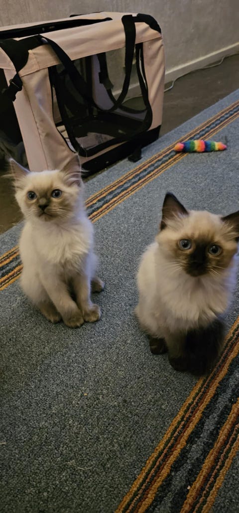 "kattungar" | Katter | Till salu | Blocket