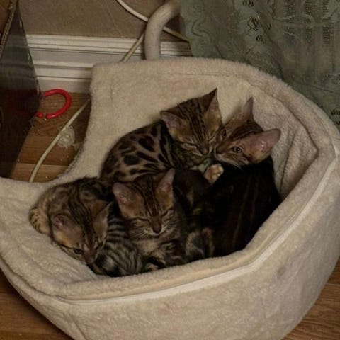 Bengal/ Bondkatt så snäll | Blocket