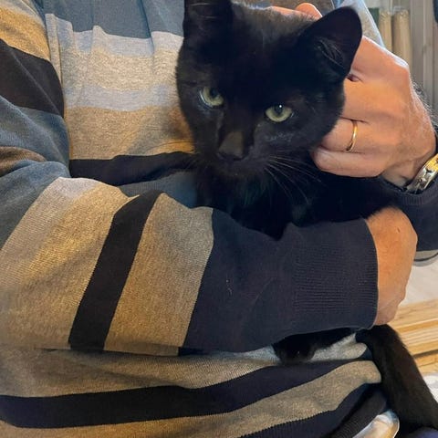 Mycket trevlig kattpojke! | Blocket