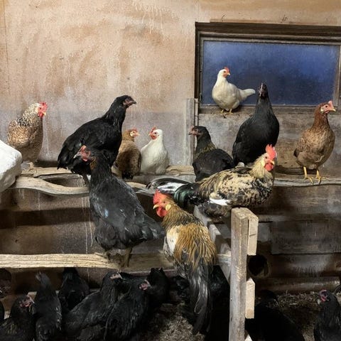 Värpfärdiga unghöns | Blocket