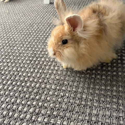 Vacker Tysk jättescheck hona | Blocket