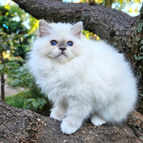 En perserkatt, hona | Blocket