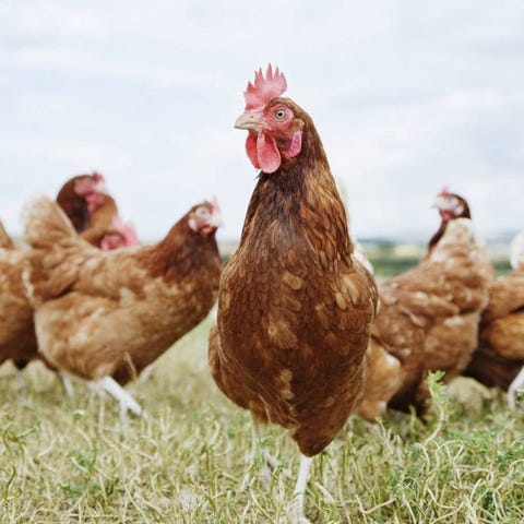 Brahma höns | Blocket