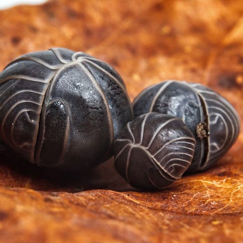 Gråsuggor Dairy cow | Blocket