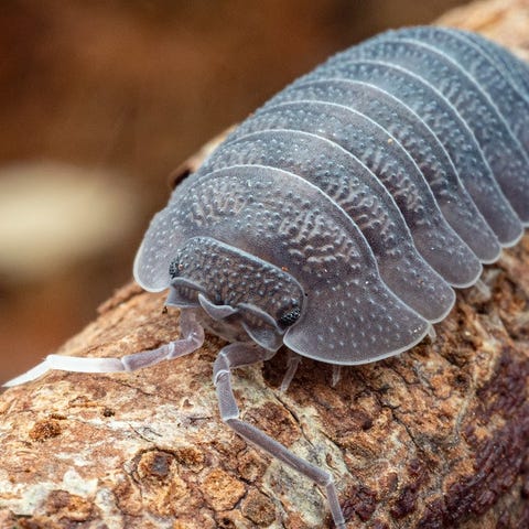 Gråsuggor Dairy cow | Blocket