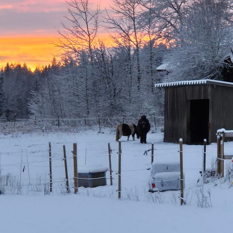 Söker medryttare | Blocket