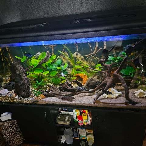 Akvarium Juwel 350 liter | Blocket