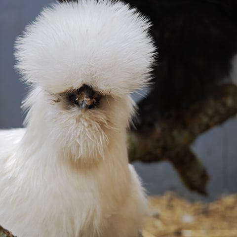 2 dvärgsilkes hönor | Blocket