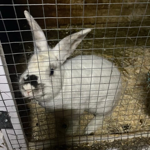 Guldhamster, hona, 9 mån | Blocket