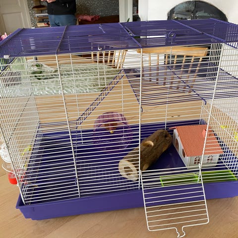 Hamsterbur med tillbehör | Blocket